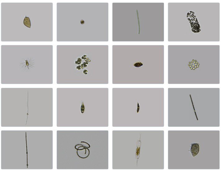 Freshwater Phytoplankton Identification Guide Phytoplankton Detection